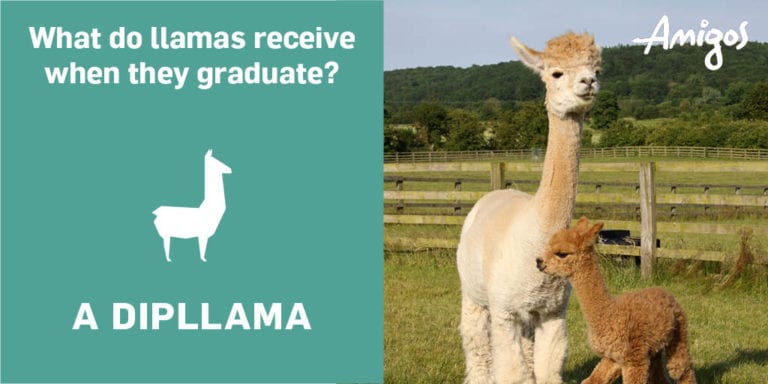 The Ultimate Collection of Llama Jokes | Amigos de las Americas